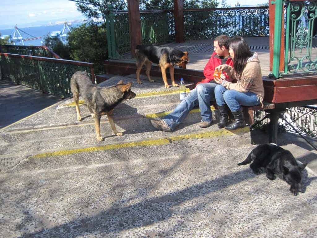 The "Other" Chilean, The Life of a Stray Dog in Chile - Chile Off Track